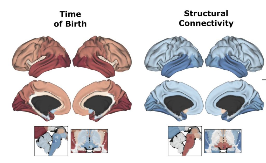 How the timing of brain development shapes the human brain - Achucarro ...