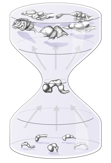 Laboratory of Brain Development and Evolution - Achucarro Basque Center ...