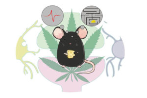 Laboratory of Cellular Basis of Behavior and Disease - Achucarro Basque ...