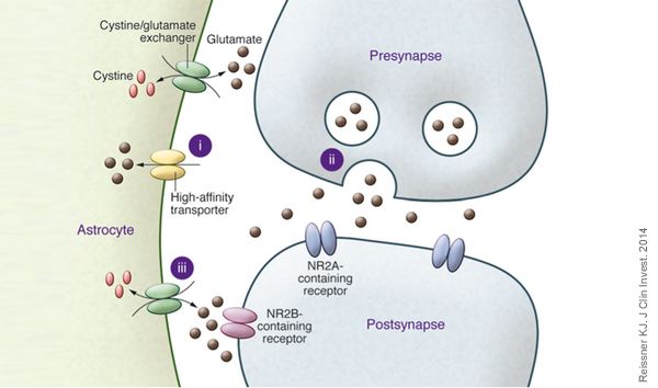 New therapeutic target for brain damage resulting from Stroke ...