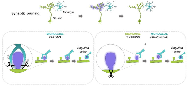 Mechanisms of synaptic pruning exposed: microglia as hunters or ...