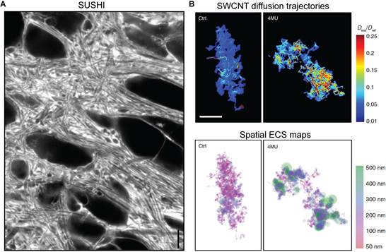 Current Techniques for Investigating the Brain Extracellular Space ...